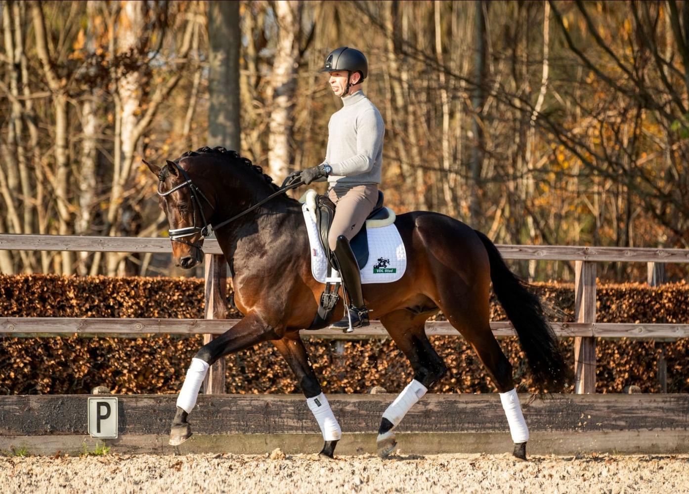 Merlot - Kylemore Stud - Stallions, Embryo Transfer, Tyson Stallion ...