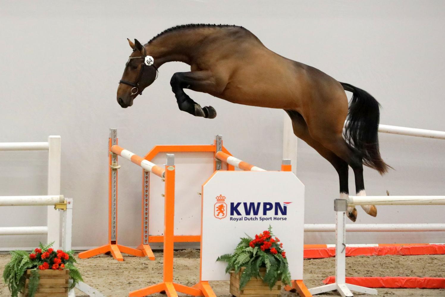 Nearco VDL van't Merelsnest - Kylemore Stud - Stallions, Embryo ...