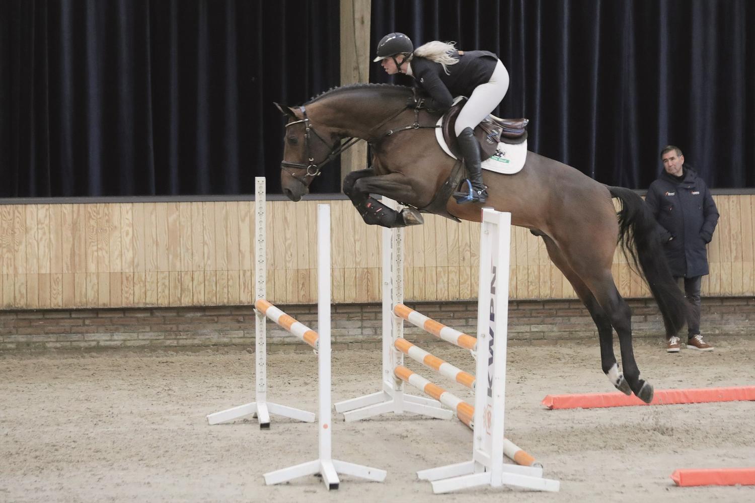 Neymar VDL - Kylemore Stud - Stallions, Embryo Transfer, Tyson Stallion ...